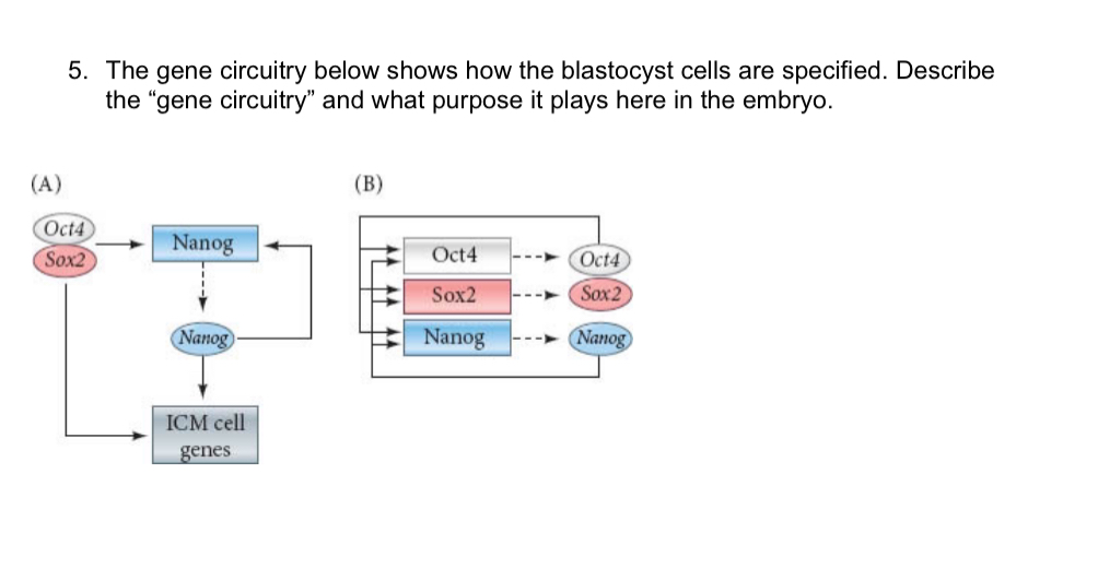Solved The gene circuitry below shows how the blastocyst | Chegg.com
