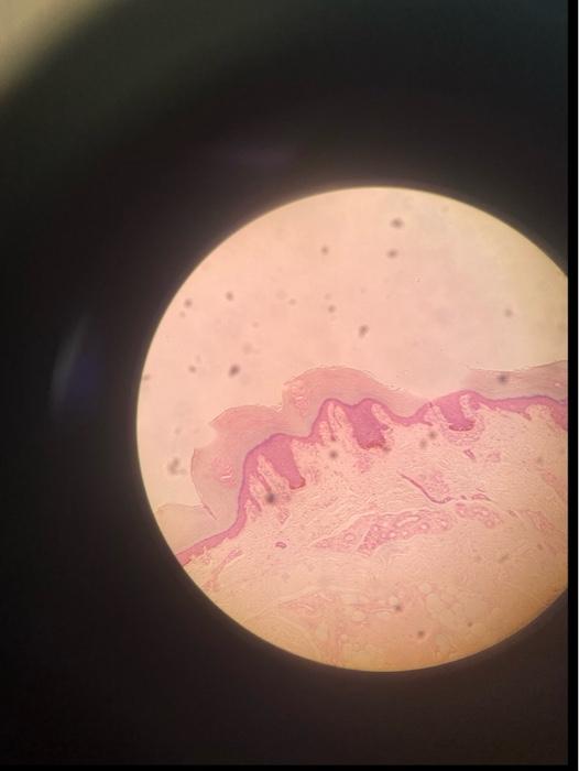 Solved D. Examine the demo skin slides. Microscope A - The | Chegg.com