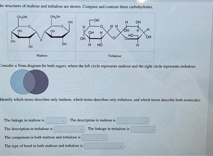 Solved he structures of maltose and trehalose are shown. | Chegg.com