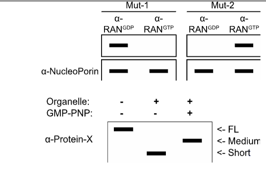Solved Top: Provide a mechanism for Mut-1 ﻿& Mut-2 (analysis | Chegg.com