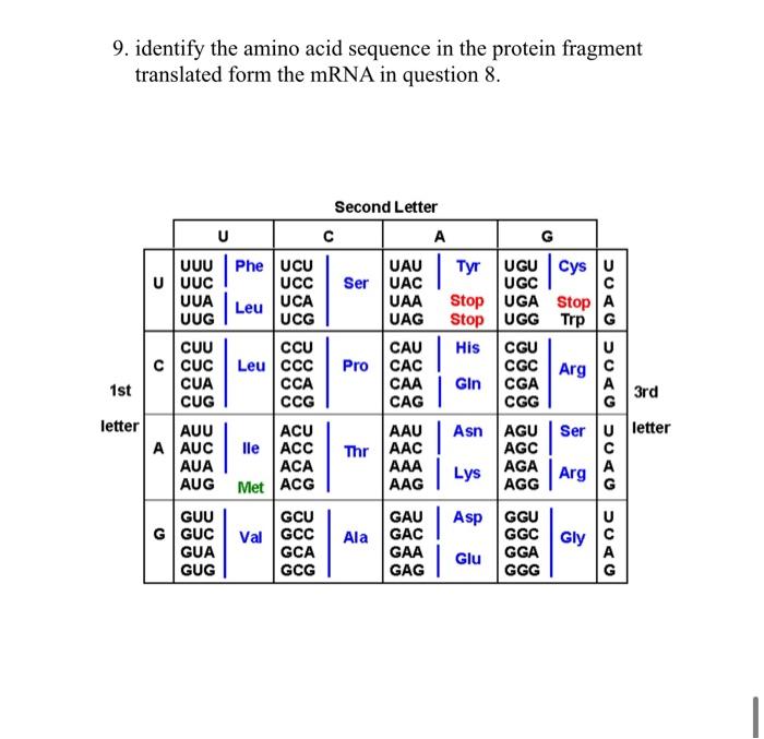 Solved following base sequence on the coding non-template | Chegg.com