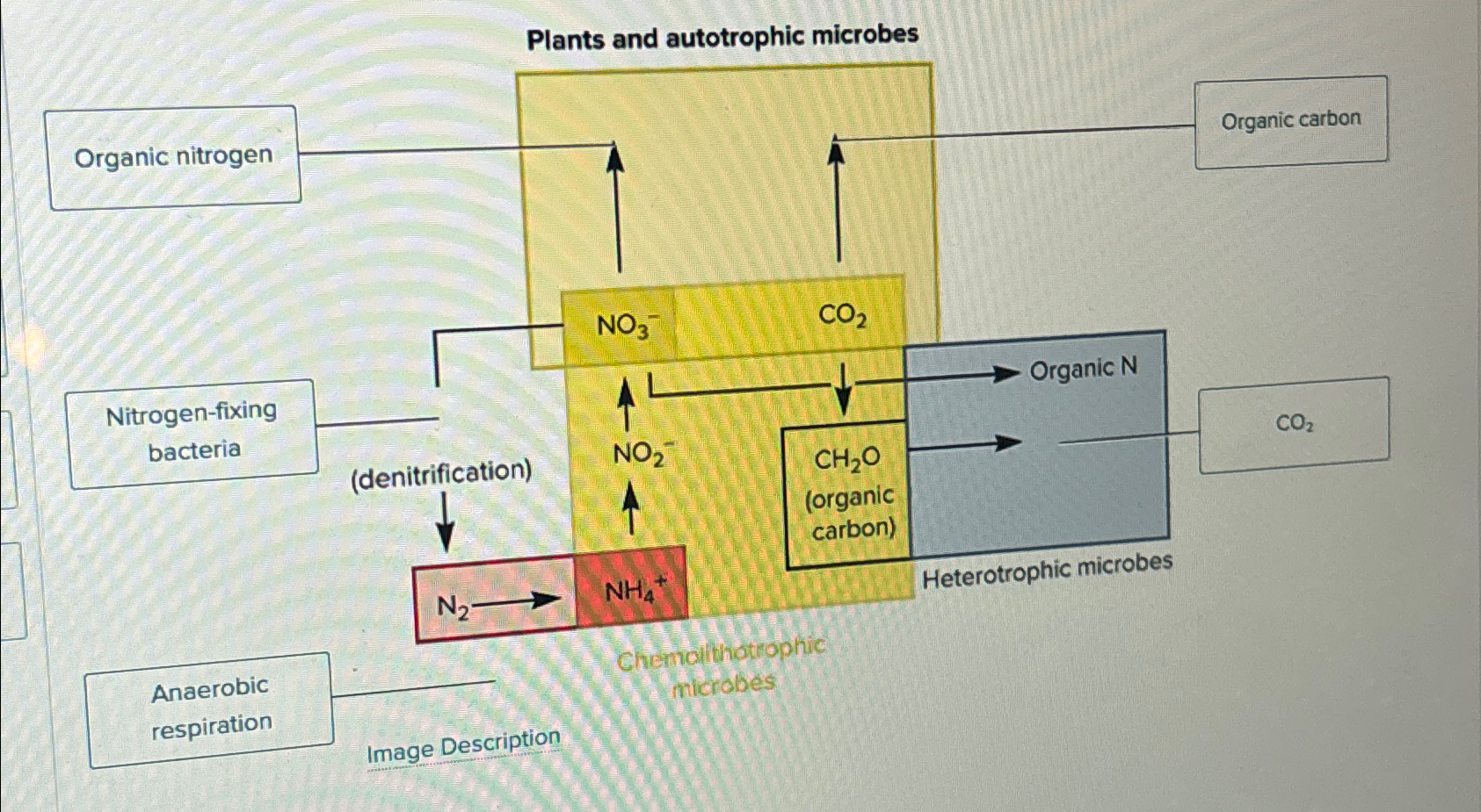 Solved Plants and autotrophic microbes | Chegg.com