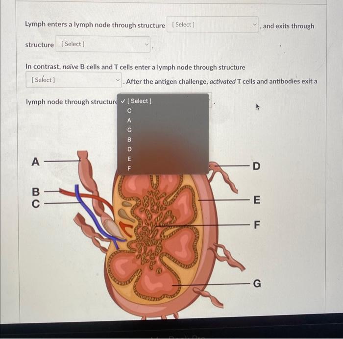 Solved Lymph enters a lymph node through structure , and | Chegg.com