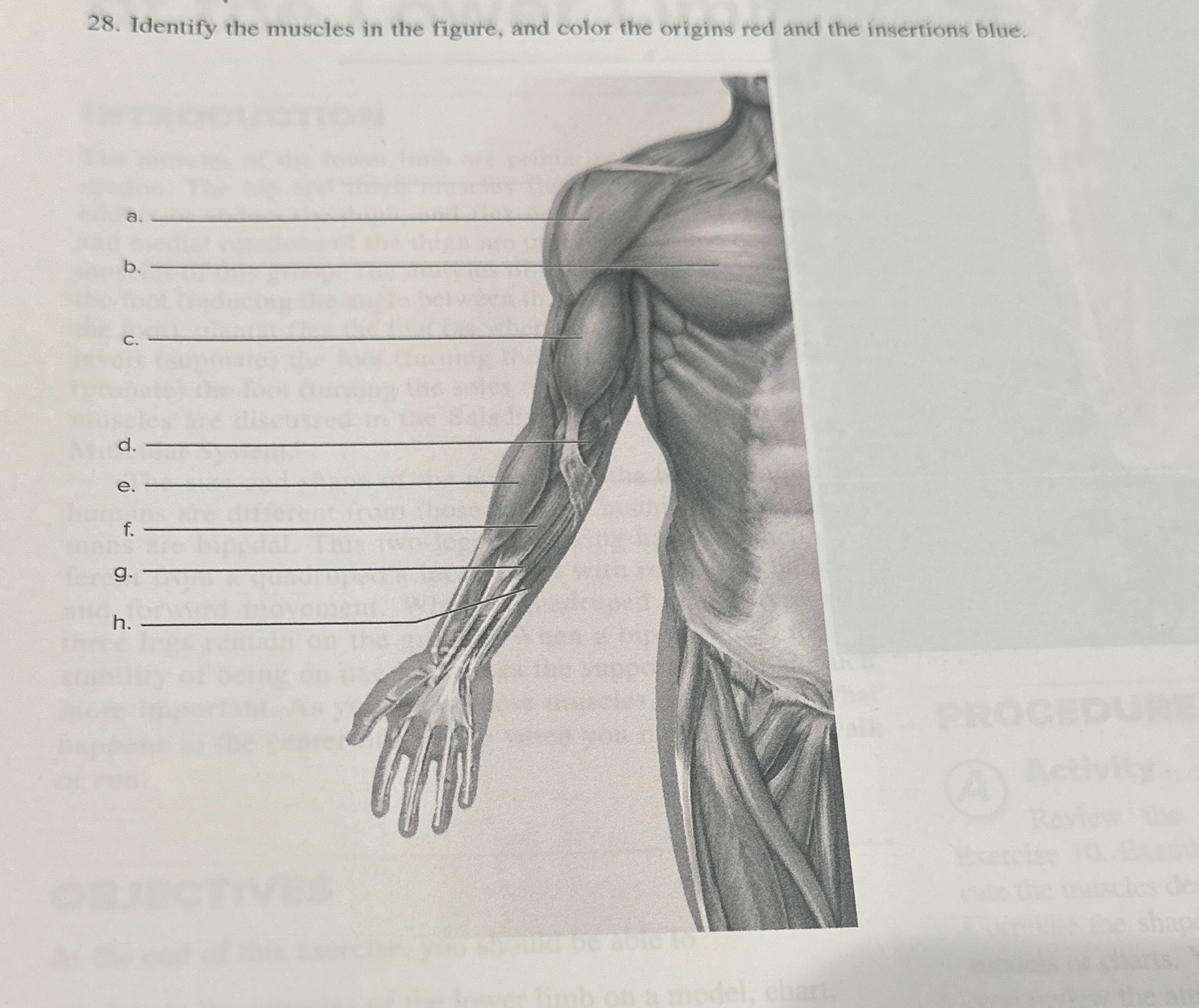 Solved Identify the muscles in the figure, and color the | Chegg.com