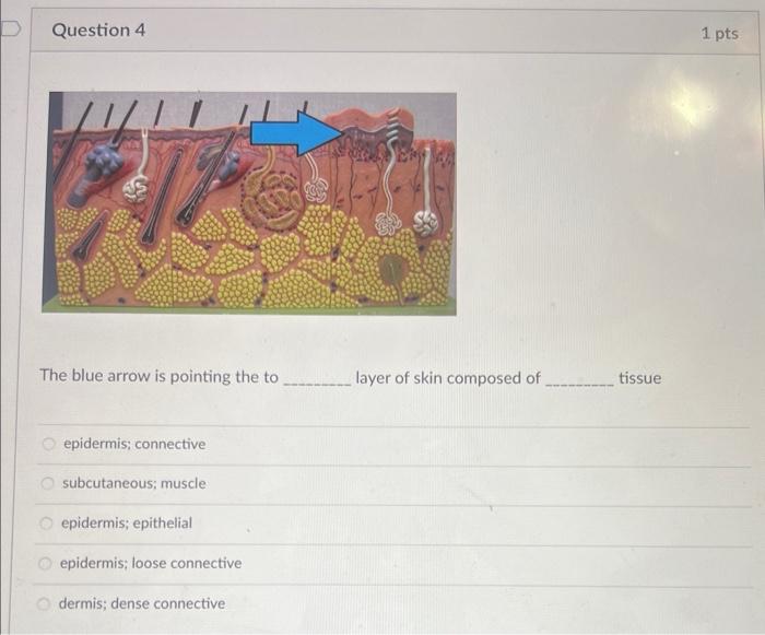 Solved Question 4 The blue arrow is pointing the to layer of | Chegg.com