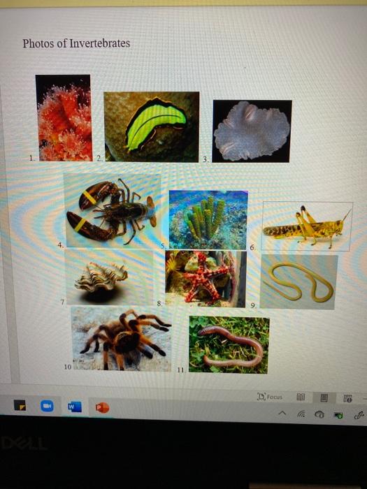 Section 2: Dichotomous key of Invertebrates (optional | Chegg.com