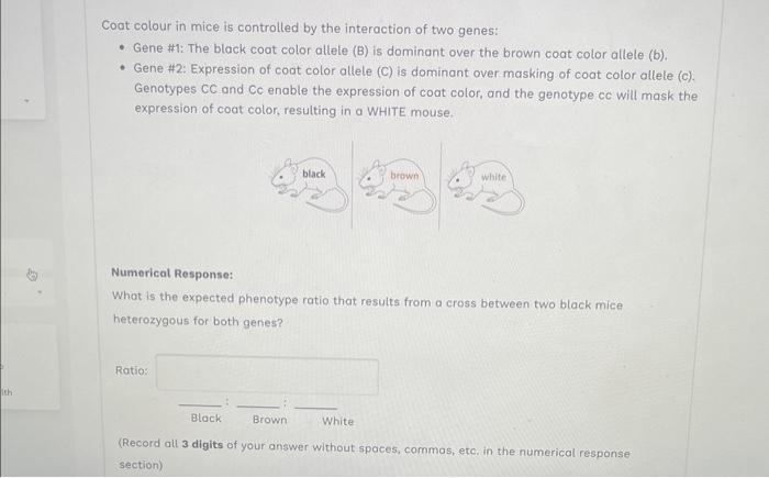 Solved Coat colour in mice is controlled by the interaction | Chegg.com