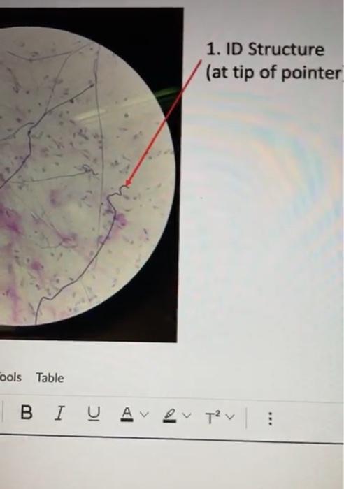 Solved What does ID Structure or ID Basic or ID be specific | Chegg.com