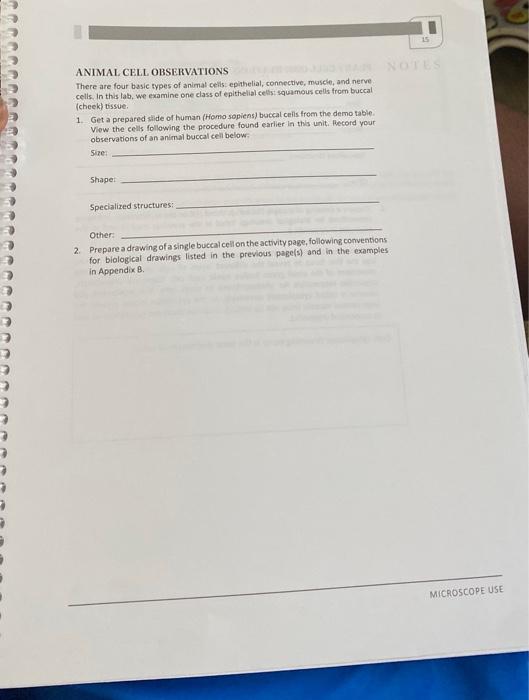 ANIMAL CELL OBSERVATIONS There are four basic types | Chegg.com