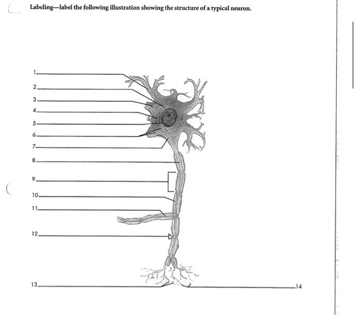 Solved Labeling - label the following illustration showing | Chegg.com