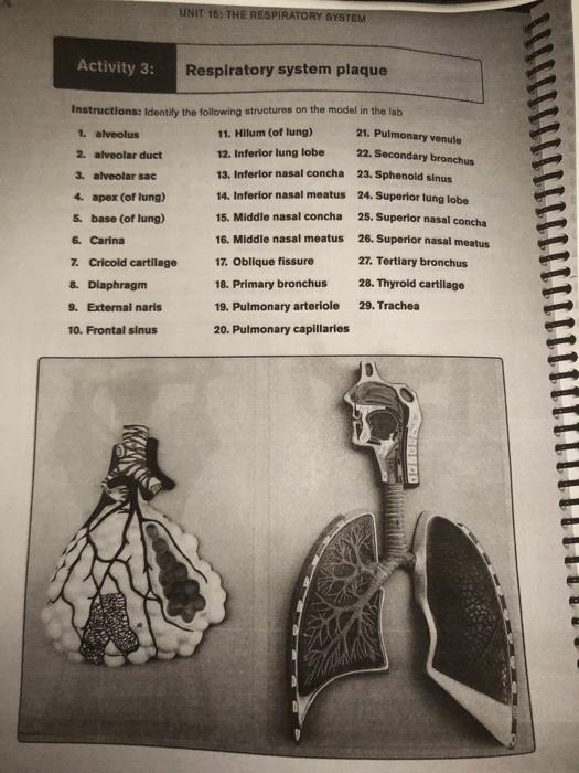 Solved Activity 3 respiratory system plaque Draw a line | Chegg.com