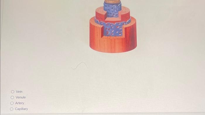 Solved Vein Venule Artery Capillary | Chegg.com