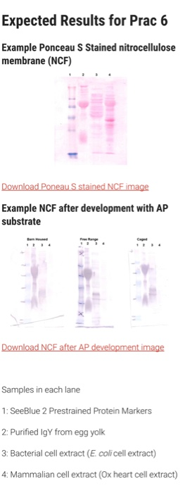 Solved How many proteins bands should have been visible the | Chegg.com
