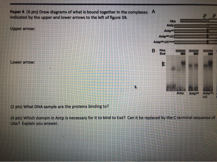 lexes Ubd UC Ubx Antp AntpHX AntpHX:UCH AntpHX:UCUDA | Chegg.com