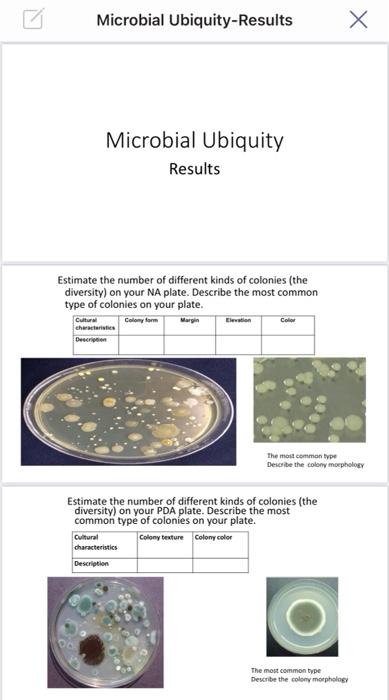 Lab# 9 Microbial ubiquity Name: Results: Quantitative | Chegg.com