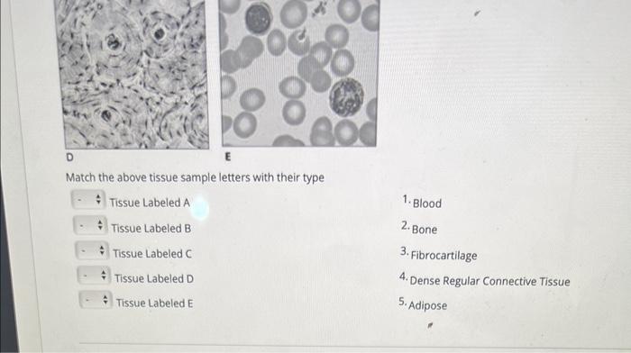 Blood Tissue Labeled