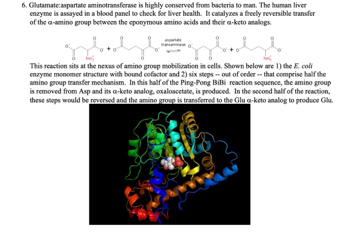 6. Glutamate:aspartate aminotransferase is highly | Chegg.com