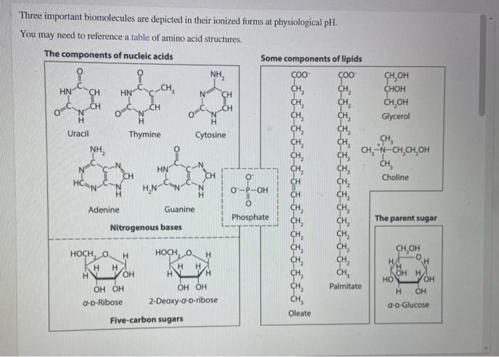 Solved Coo تے ON CH o- CH Three important biomolecules are | Chegg.com