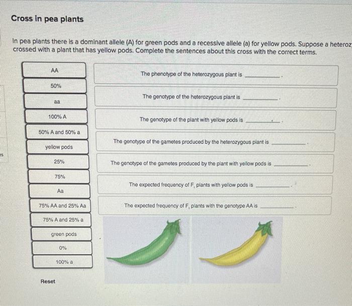 Solved Cross in pea plants In pea plants there is a dominant | Chegg.com