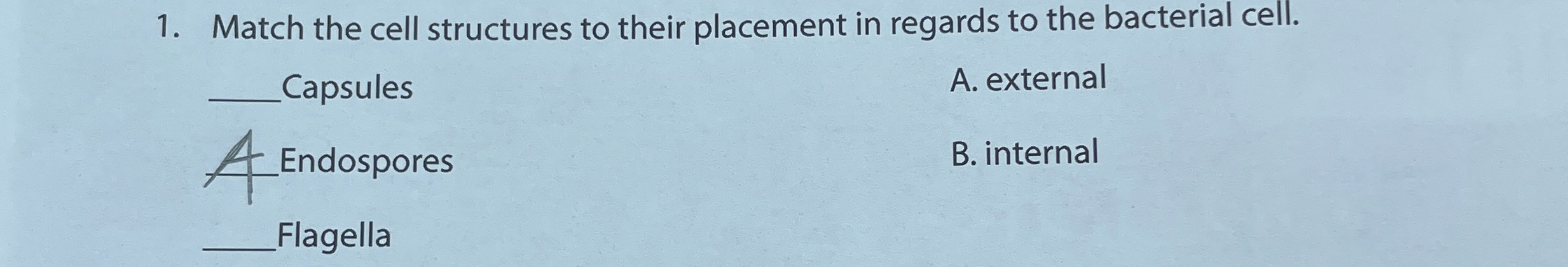 Solved Match the cell structures to their placement in | Chegg.com