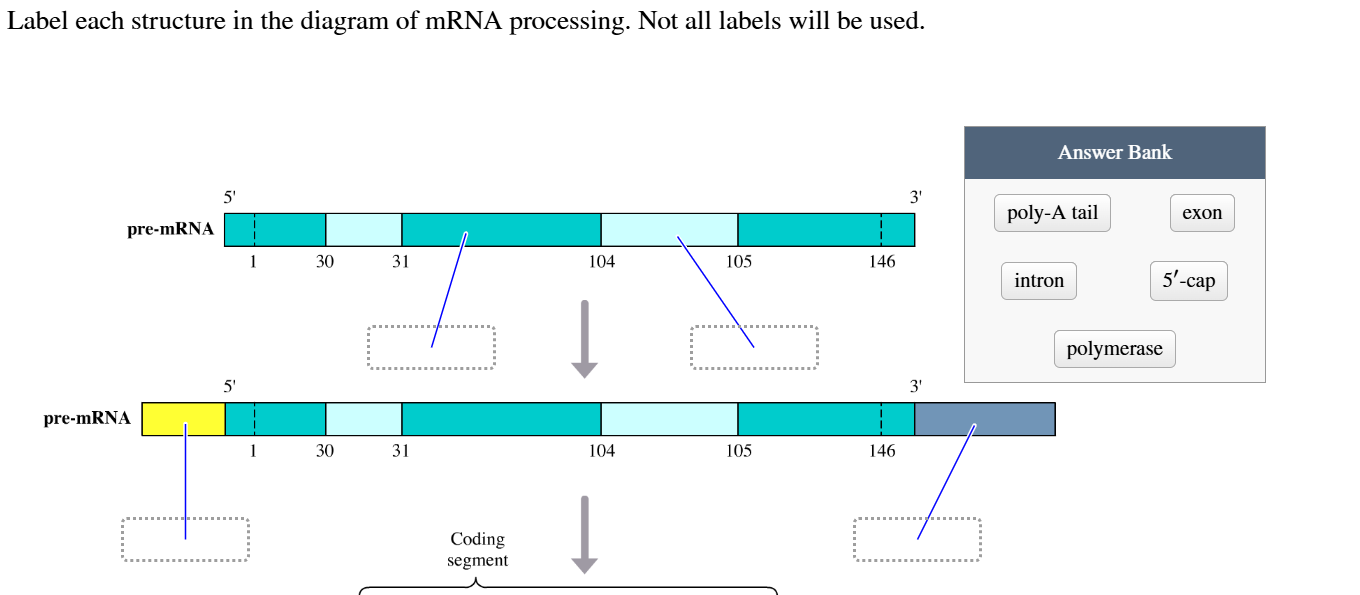 Solved Label each structure in the diagram of mRNA | Chegg.com
