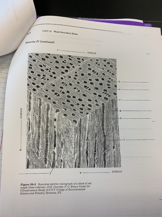 Solved TOPIC 26 Wood Secondary Xylem Exercise IV Continued) | Chegg.com