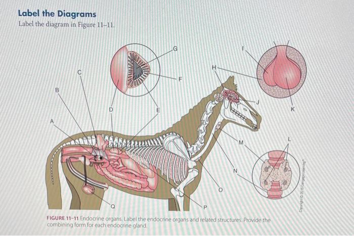Label the Diagrams Label the diagram in Figure 11-11. | Chegg.com