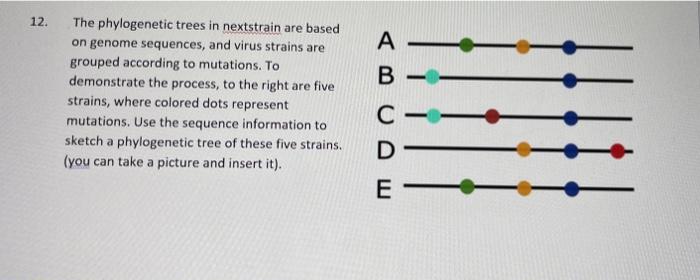 Solved 12. The phylogenetic trees in nextstrain are based on | Chegg.com