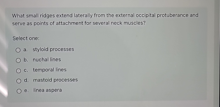 Solved What small ridges extend laterally from the external | Chegg.com