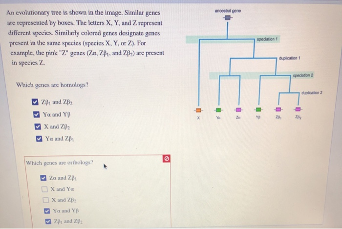 Solved ancestral gene An evolutionary tree is shown in the | Chegg.com