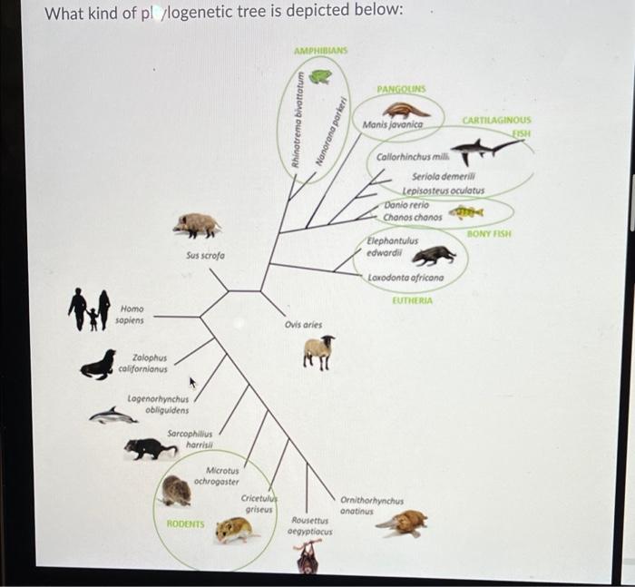 Solved What kind of pl ylogenetic tree is depicted below: | Chegg.com