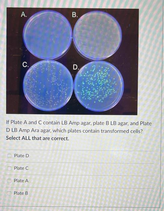 Solved A. B. C. D. If Plate A and C contain LB Amp agar, | Chegg.com