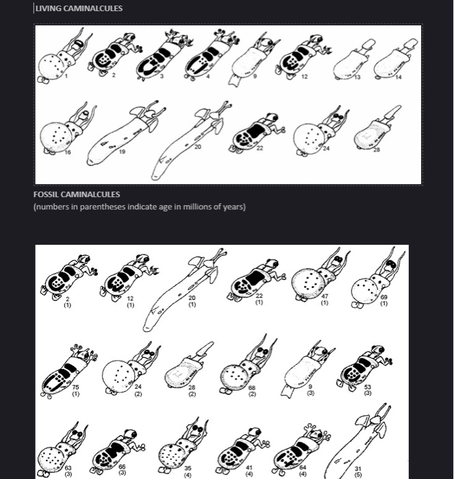 Solved Construct a Phylogenetic Tree for the Caminalcules 1. | Chegg.com