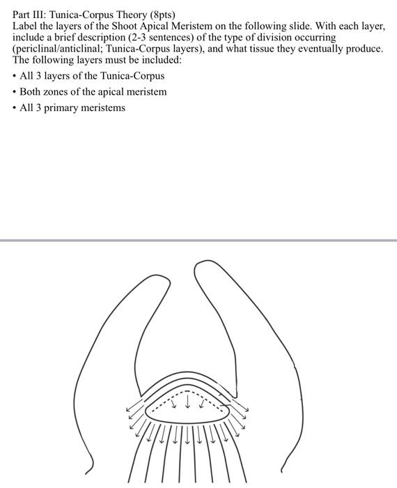 Solved Part III: Tunica-Corpus Theory (8pts) Label the | Chegg.com