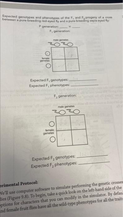 Solved Expected genotypes and phenotypes of the F1 and F2 | Chegg.com