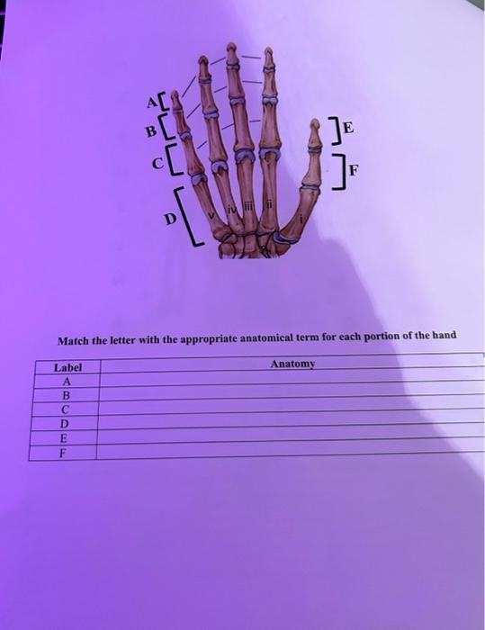 Solved Upper Extremity Anatomy (word banks under answer | Chegg.com