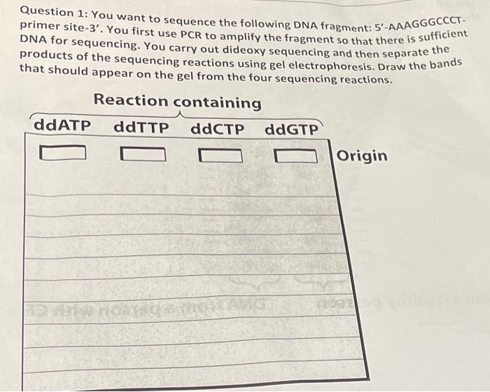 Solved Question 1: You want to sequence the following DNA | Chegg.com