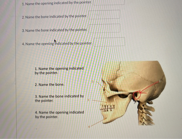 Solved 1. Name the opening indicated by the pointer. 2. Name | Chegg.com