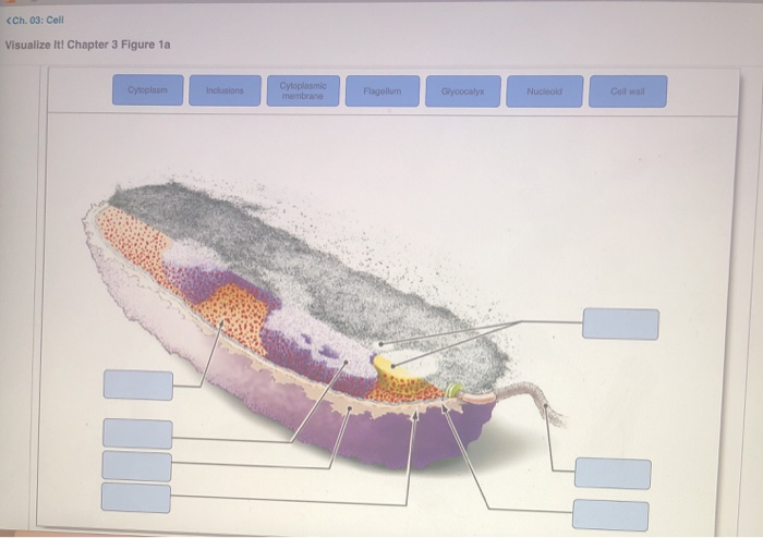 Solved Wisualize It! Chapter 3 Figure 1b Mtochondrion | Chegg.com
