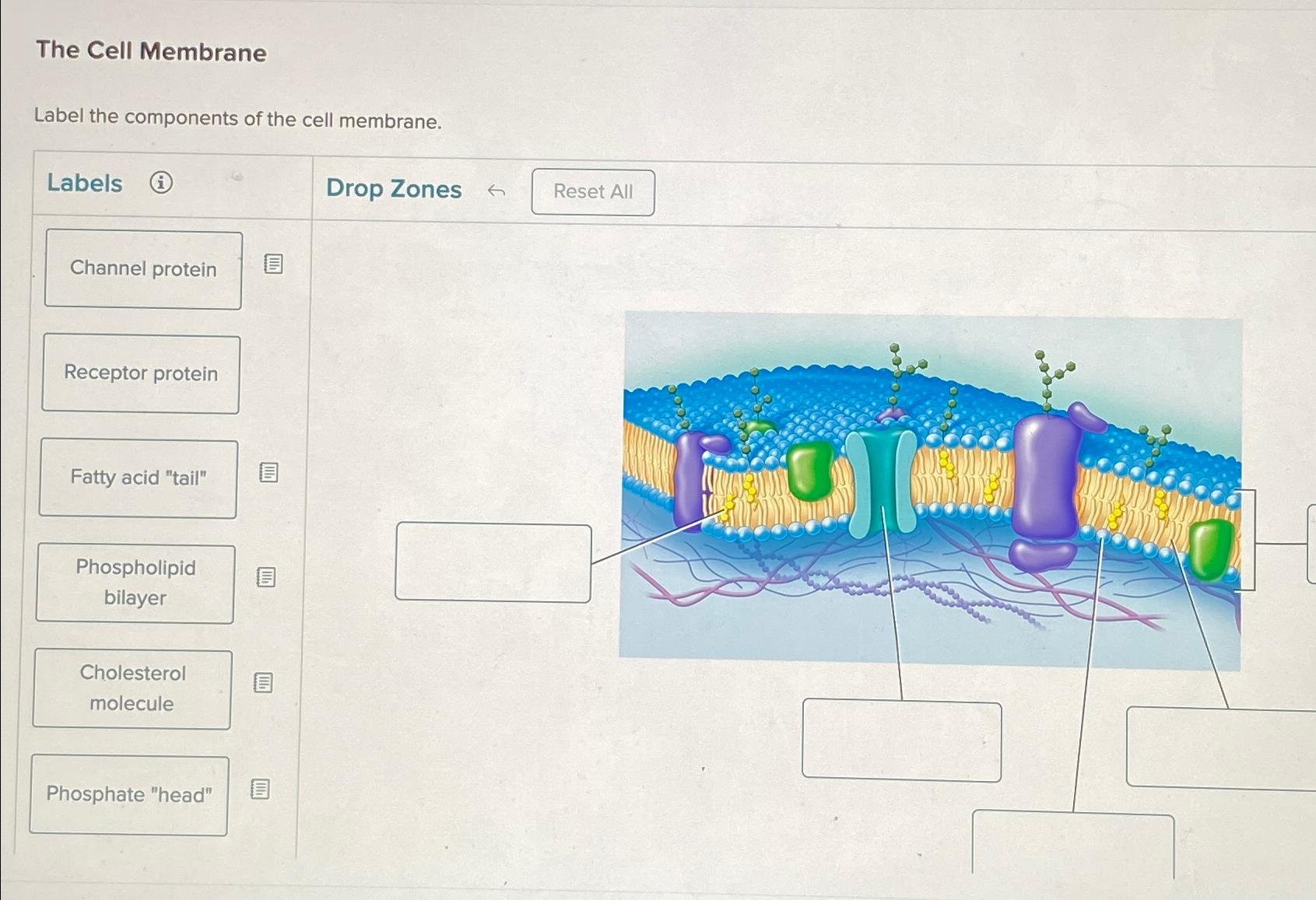 Solved The Cell MembraneLabel the components of the cell | Chegg.com