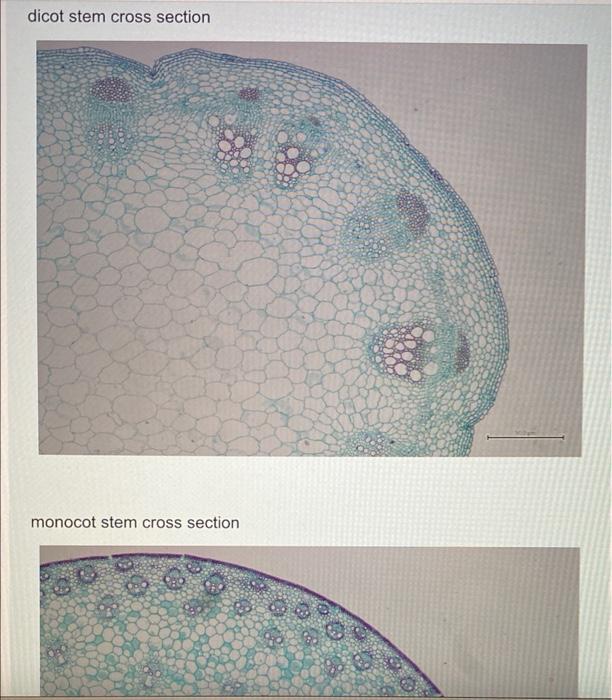 Solved dicot stem cross section monocot stem cross section | Chegg.com