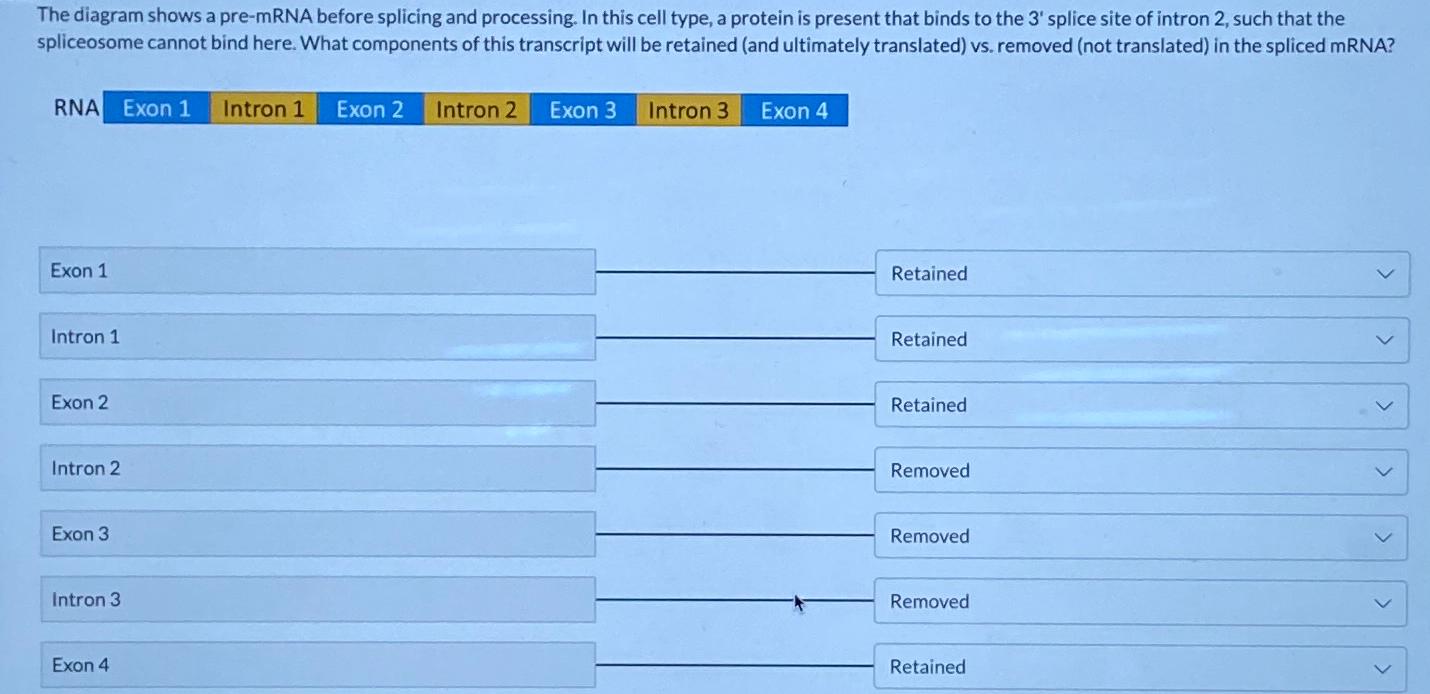 Solved The diagram shows a pre-mRNA before splicing and | Chegg.com