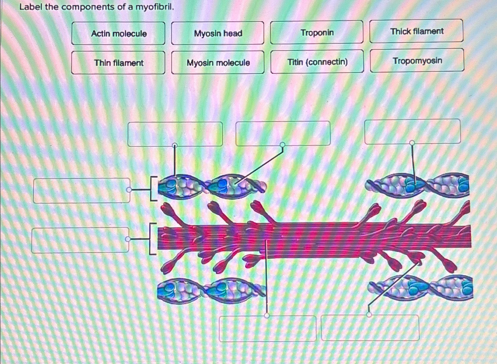 Solved Label the components of a myofibril. | Chegg.com Solved Label the components of a myofibril. | Chegg.com