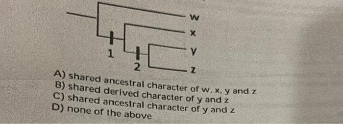 Solved B) shared ancestral character of w,x,y and z B) | Chegg.com