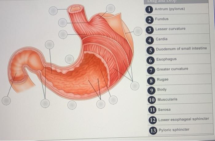 Solved Drag АР 1 Antrum (pylorus) 2 Fundus 3 Lesser | Chegg.com