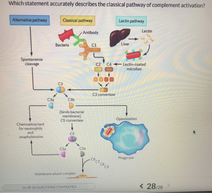 Solved Which statement accurately describes the classical | Chegg.com