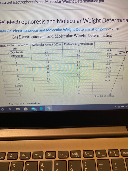 Solved Data Gel electrophoresis and Molecular Weight | Chegg.com
