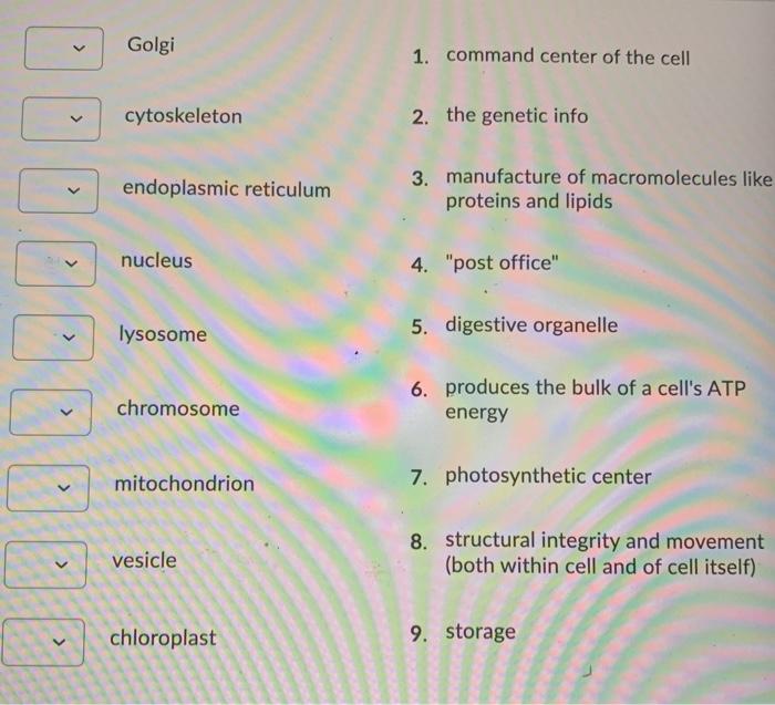 Solved Golgi 1. command center of the cell cytoskeleton 2. | Chegg.com
