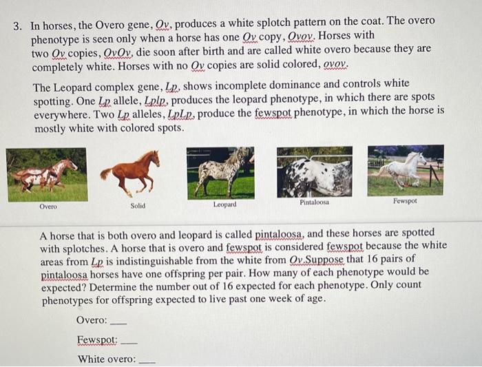Solved In horses, the Overo gene, Oν, produces a white | Chegg.com
