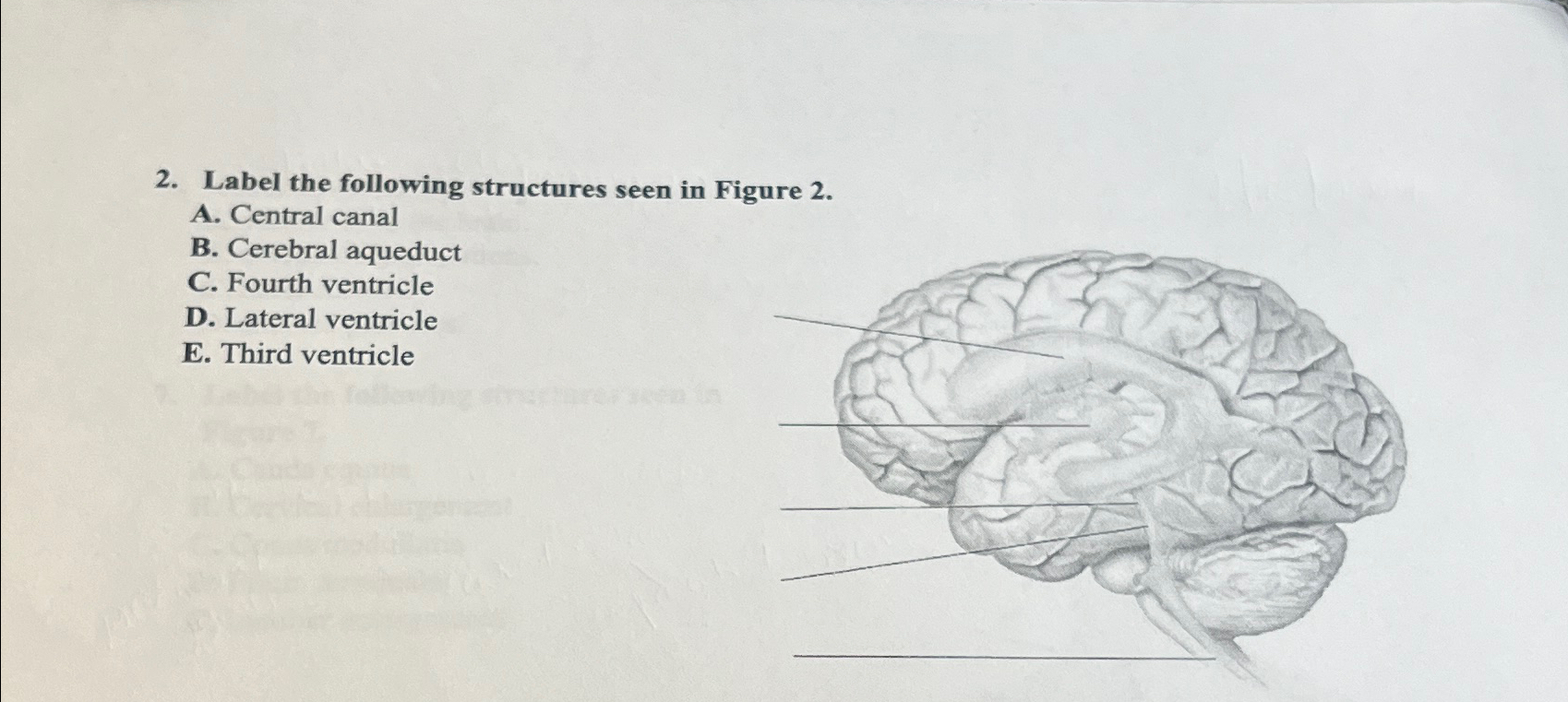 Solved Label the following structures seen in Figure 2.A. | Chegg.com